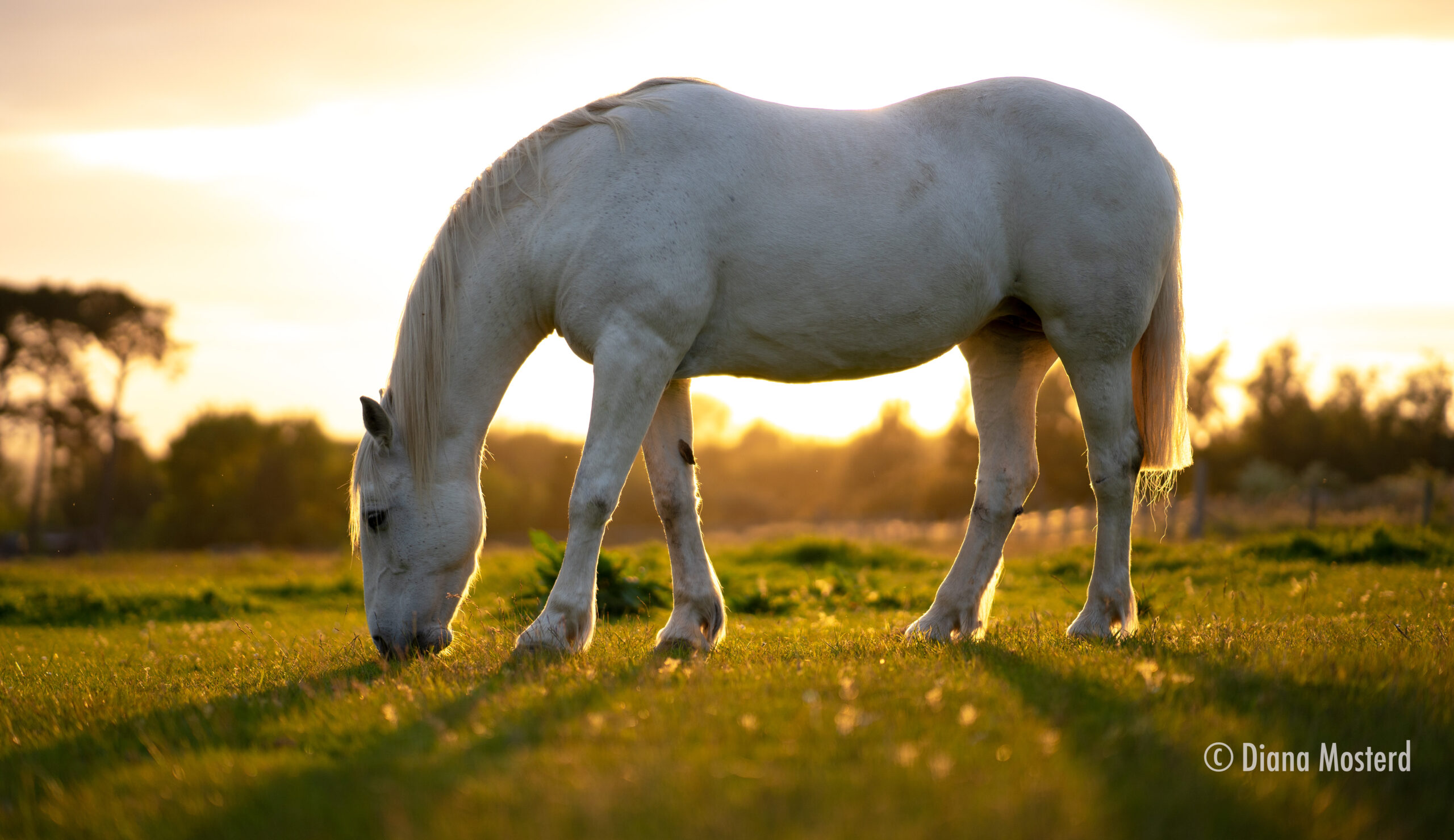 EQUINE ASSISTED COACHING - true nature coaching