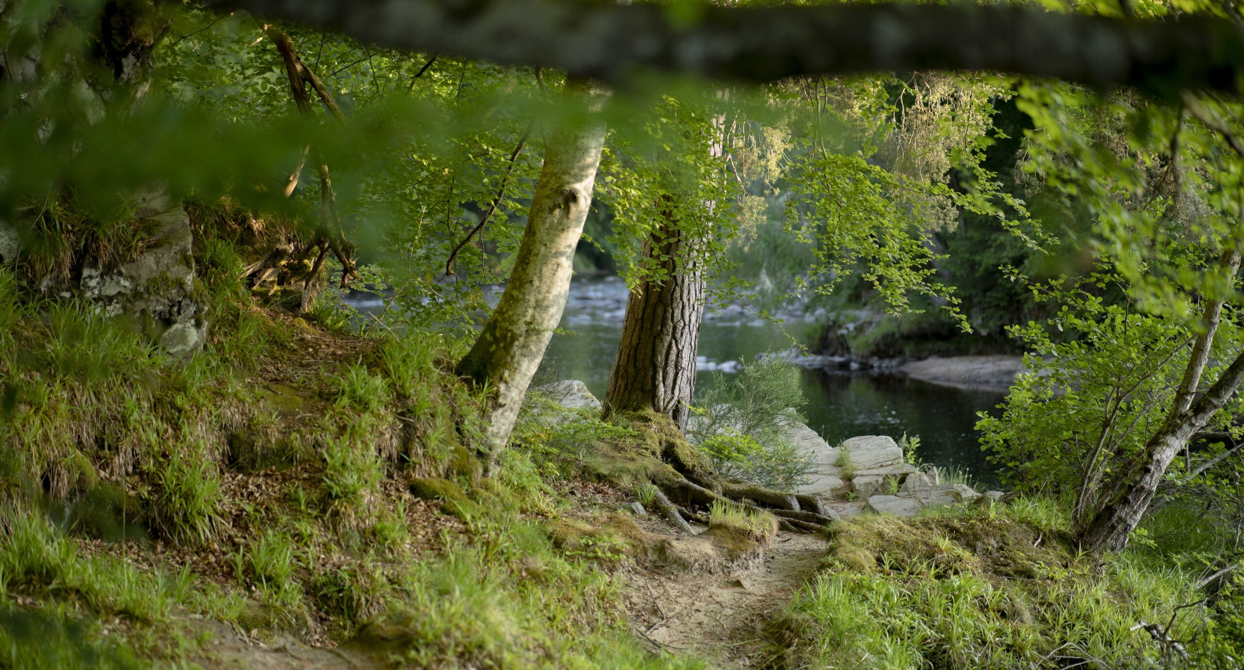 COACHING IN NATURE - true nature coaching